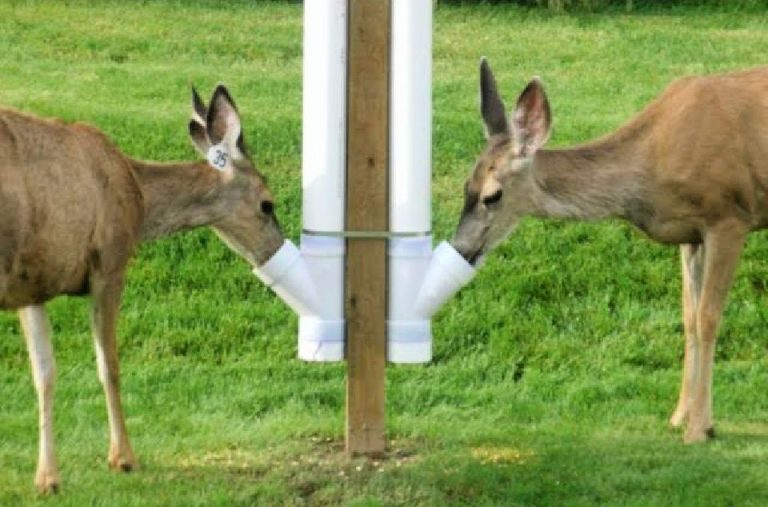 25 Homemade DIY Deer Feeder Ideas and Plans