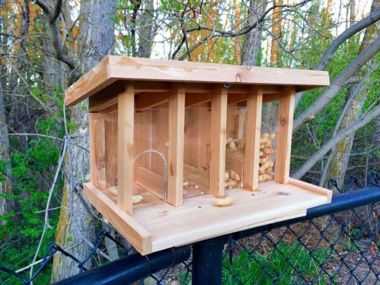 25 Free Homemade DIY Squirrel Feeder Plans