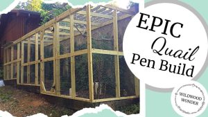20 Homemade DIY Quail Cage Plans and Ideas