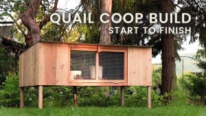 20 Homemade DIY Quail Cage Plans and Ideas