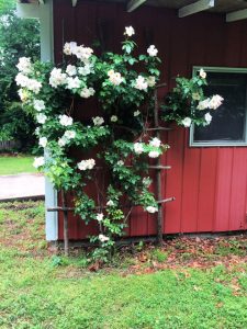 15 DIY Rose Trellis Ideas: Build a Climbing Rose Support