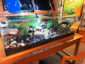 17 DIY Hermit Crab Tank Ideas: Learn How To Make
